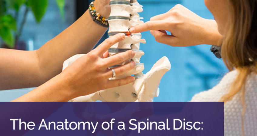 The Anatomy of a Spinal Disc: What Does it Look Like? | Radiant Life ...